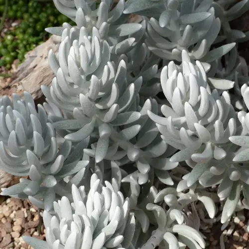 Senecio lanudo (Senecio haworthii) - PictureThis
