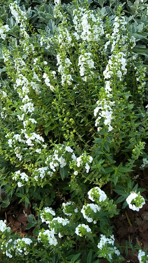 Narrowleaf angelon 'Angelface Super White' (Angelonia angustifolia ...