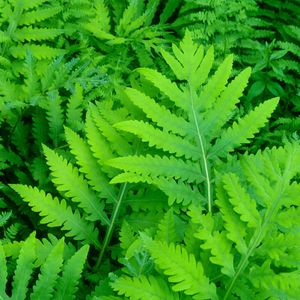 Sensitive fern (Onoclea sensibilis) - PictureThis