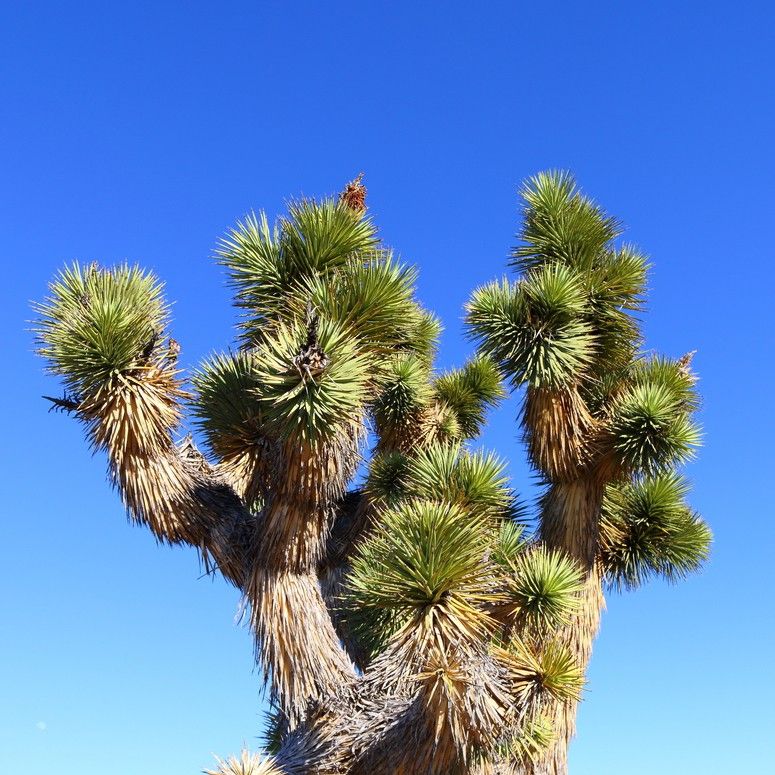 How to Solve Joshua Tree Problems?