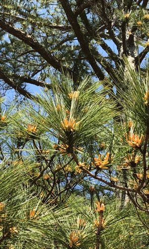 How to Grow and Care for Torrey pine