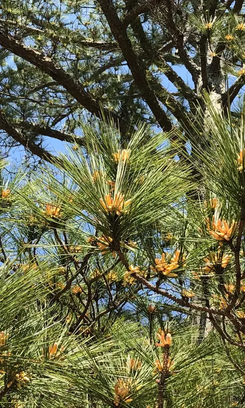 Pino Torrey (Pinus torreyana) - PictureThis