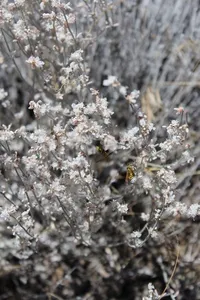 How to Propagate Snow buckwheat