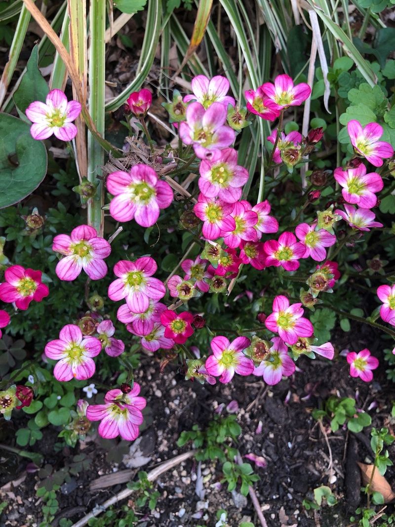 What Are Common Problems with Irish saxifrage?