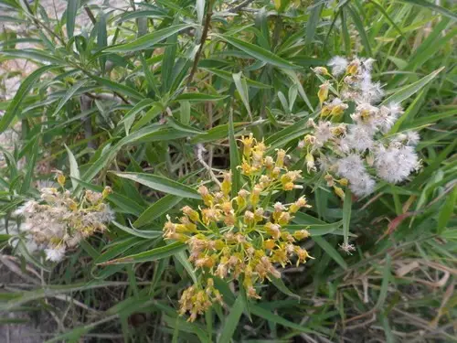 Chamizo blanco (Barkleyanthus salicifolius) - PictureThis