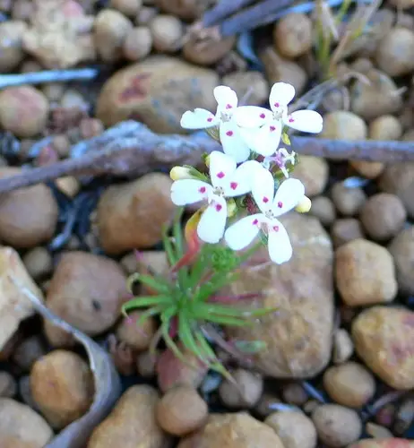 Stylidium guttatum Flower, Leaf, Care, Uses - PictureThis