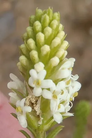 🍀 How to Grow and Care for Selago triquetra