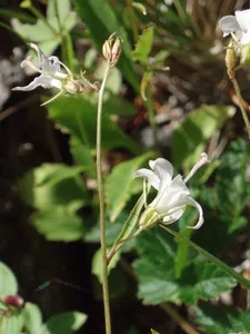 How to Propagate Pale bellflower