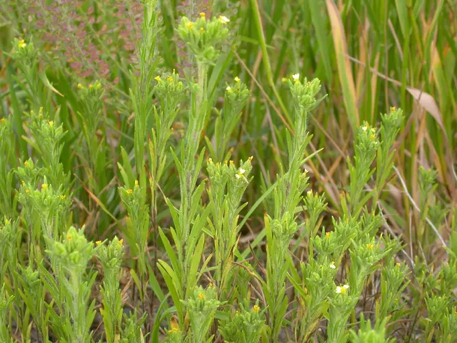 Tarweed de montaña (Madia glomerata) - PictureThis