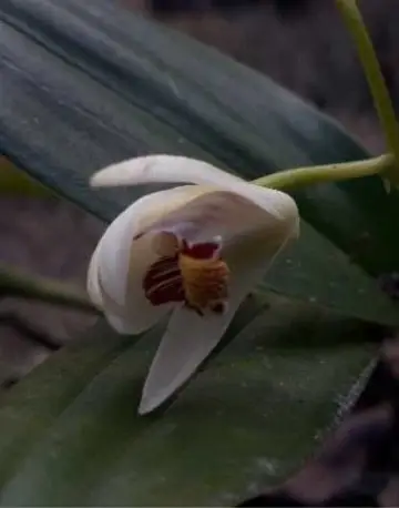 Cryptochilus roseus - PictureThis