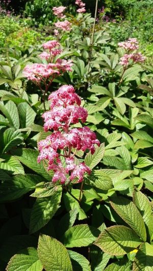 How to Grow and Care for Rodger's flower