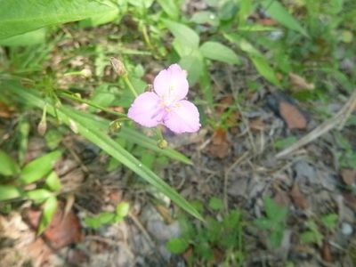 How to Grow and Care for Piedmont roseling