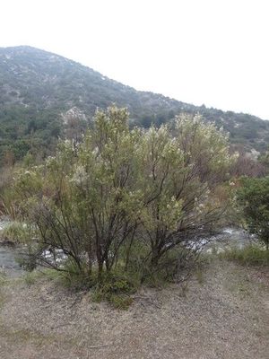 Romerillo - Baccharis linearis (Taxonomía, Características ...