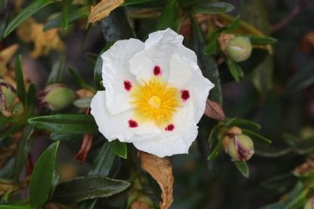 Esteva - Cistus ladanifer (Cuidado, Características, Flor, Imagens)