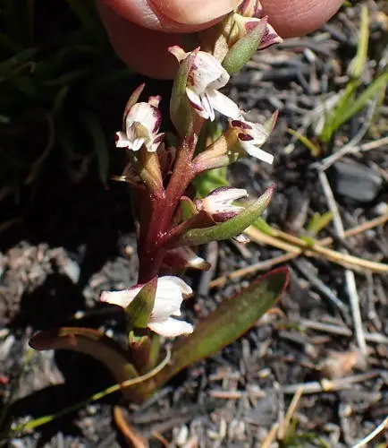 Disa ocellata Flower, Leaf, Care, Uses - PictureThis