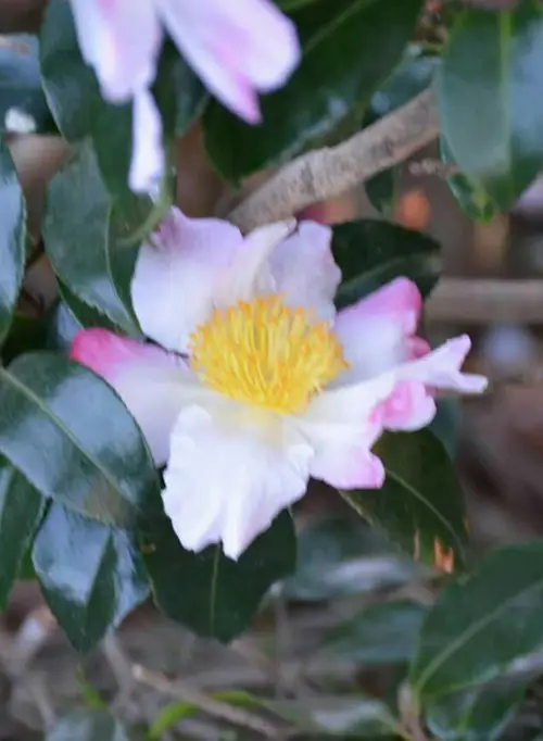 Camellias 'Narumigata' (Camellia sasanqua 'Narumigata') Flower, Leaf, Care, Uses - PictureThis