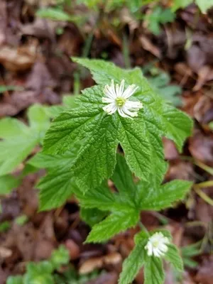 Planta Goldenseal Hydrastis Canadensis (goldenseal): Go Botany
