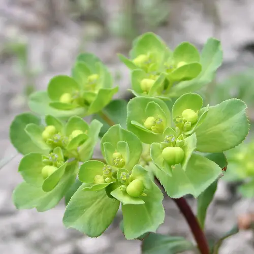 Erva-leiteira (Euphorbia helioscopia) - PictureThis