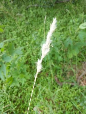 How to Grow and Care for Silver Beard Grass