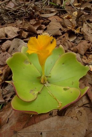 Costus spectabilis - PictureThis