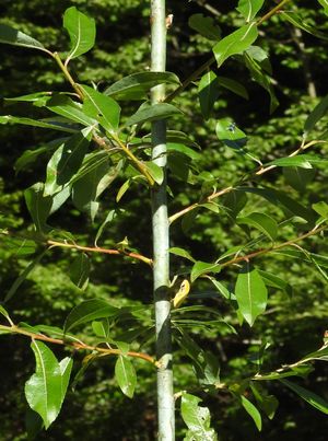 European violet-willow (Salix daphnoides) - PictureThis