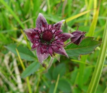 Comarum - Comarum (Taxonomía, Características, Distribución, Imágenes)