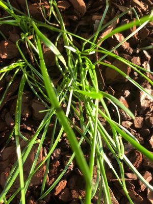 Gagea spathacea - PictureThis