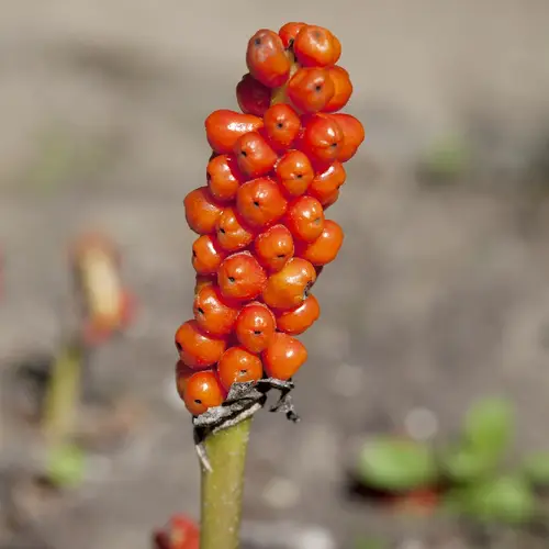 Italian arum (Arum italicum) Flower, Leaf, Care, Uses - PictureThis