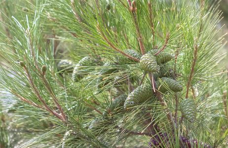 How to Grow and Care for Norway spruce 'Pumila'