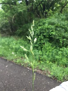 What is the Optimal Temperature for Meadow fescue? (Range, Effects, and ...