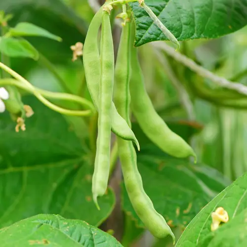 Frijol (Phaseolus vulgaris) - PictureThis