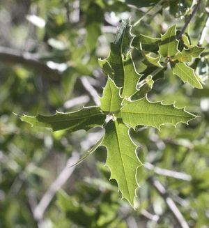 How to Grow and Care for Emory Oak