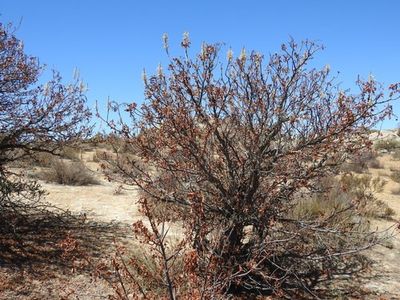 Cómo cultivar y cuidar una Aesculus parryi