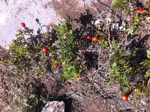 How to Propagate White prairie rose