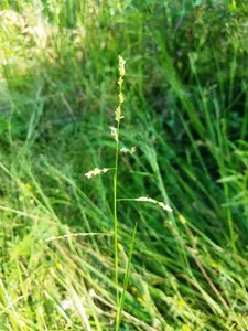 How to Propagate Gaping grass