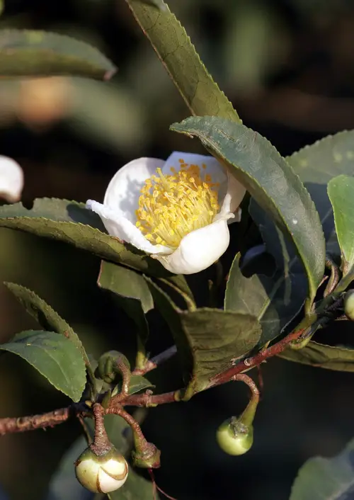 Planta del té (Camellia sinensis) - PictureThis