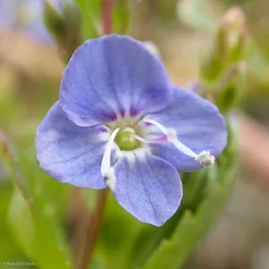 How to Prune American Speedwell