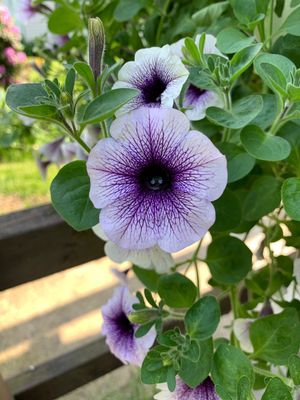 Petunias - Petunia (Taxonomy, Characteristics, Distribution, Images)