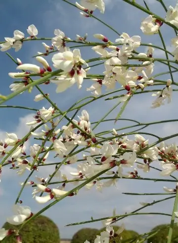 Retama blanca (Retama monosperma) - PictureThis