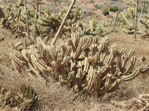 Myrtillocactus cochal Flower, Leaf, Care, Uses - PictureThis