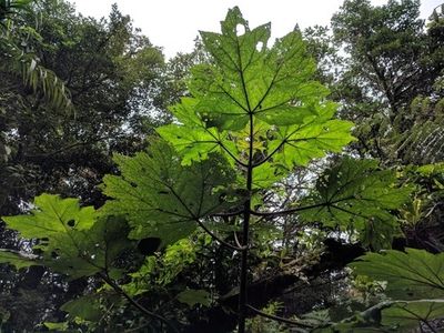 How to Grow and Care for Neomirandea angularis