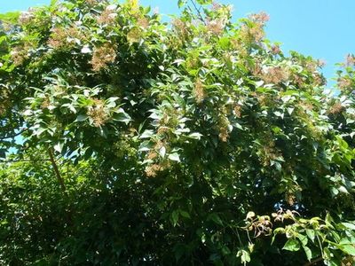 Searsia chirindensis - PictureThis