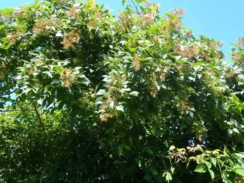 Searsia chirindensis - PictureThis