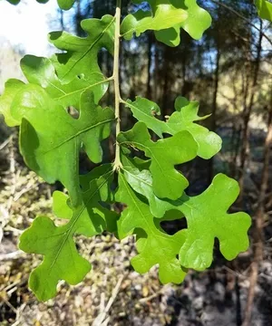 🍀 Cómo cultivar y cuidar una Quercus similis