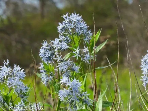 Texas bluestar (Amsonia ciliata var. texana) Flower, Leaf, Care, Uses ...