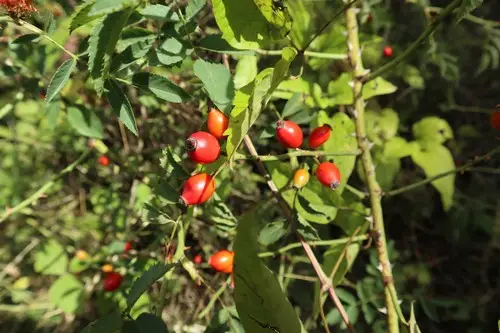 How to Plant and Grow Dog rose(Rosa canina)