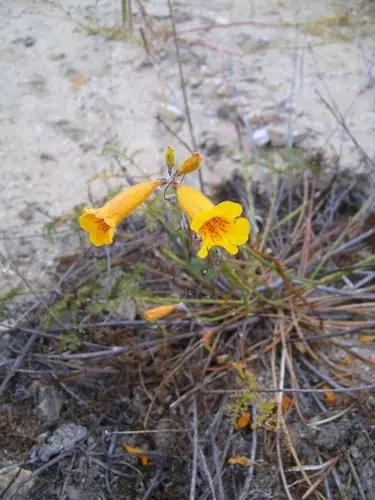 Argylia radiata - PictureThis