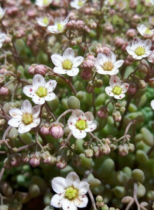 How to Solve Common Stonecrop Problems?