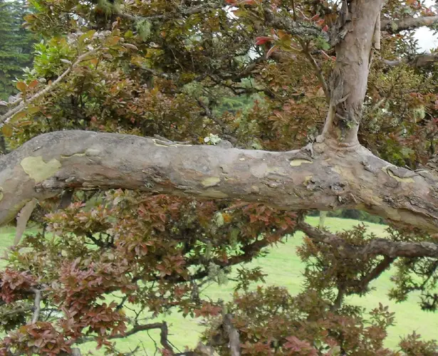 Arrayán (Myrcianthes leucoxyla) - PictureThis