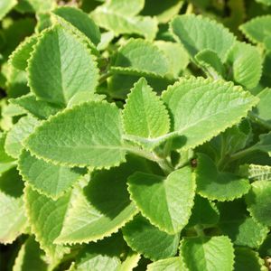 Mexican mint - Coleus amboinicus (Care, Characteristics, Symbolism, Images)